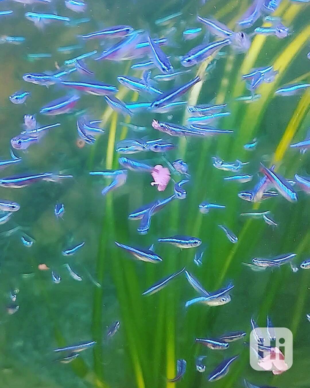 Neonka modrá, Neonka červená - bazar - Hyperinzerce.cz