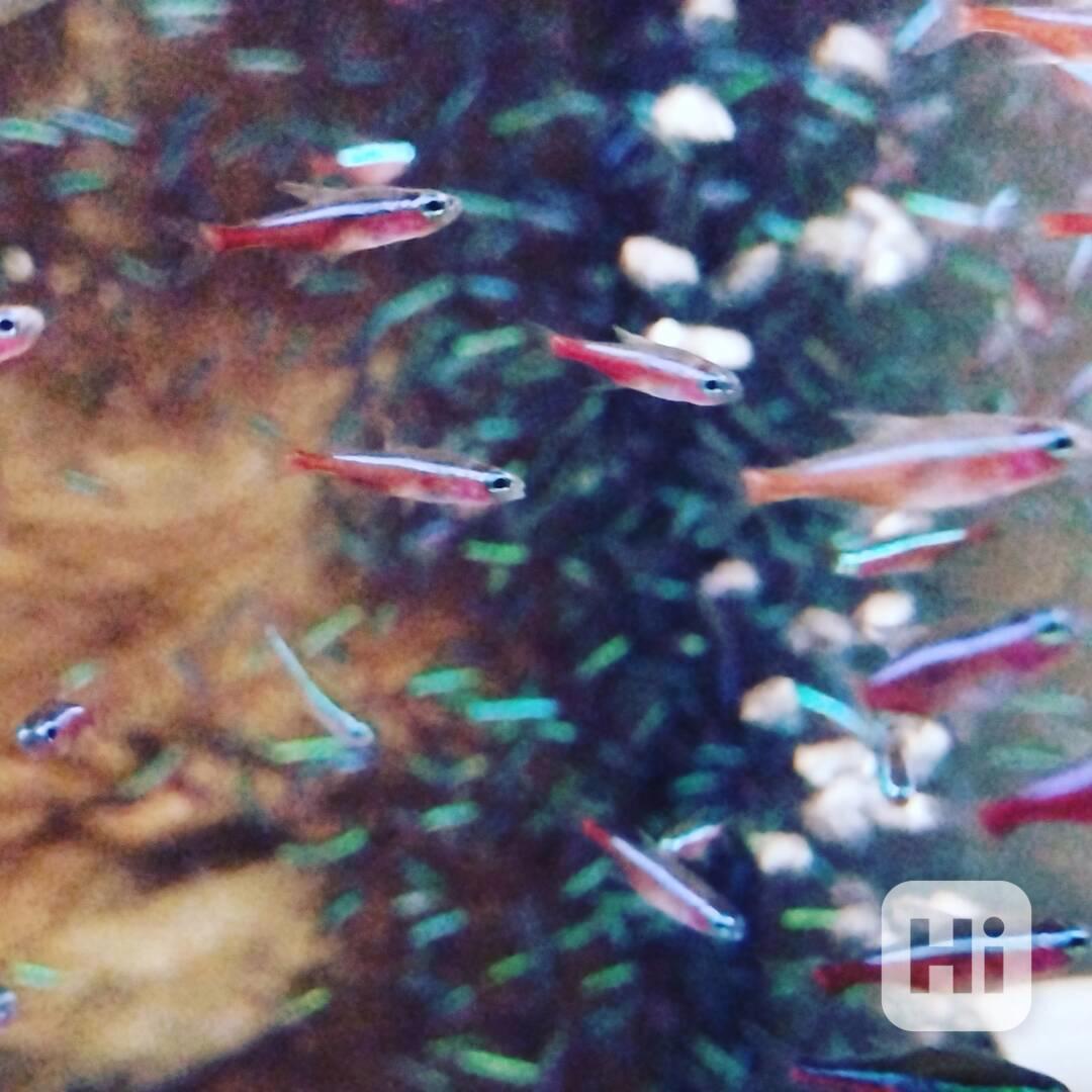 Neonka modrá, Neonka červená - bazar - Hyperinzerce.cz