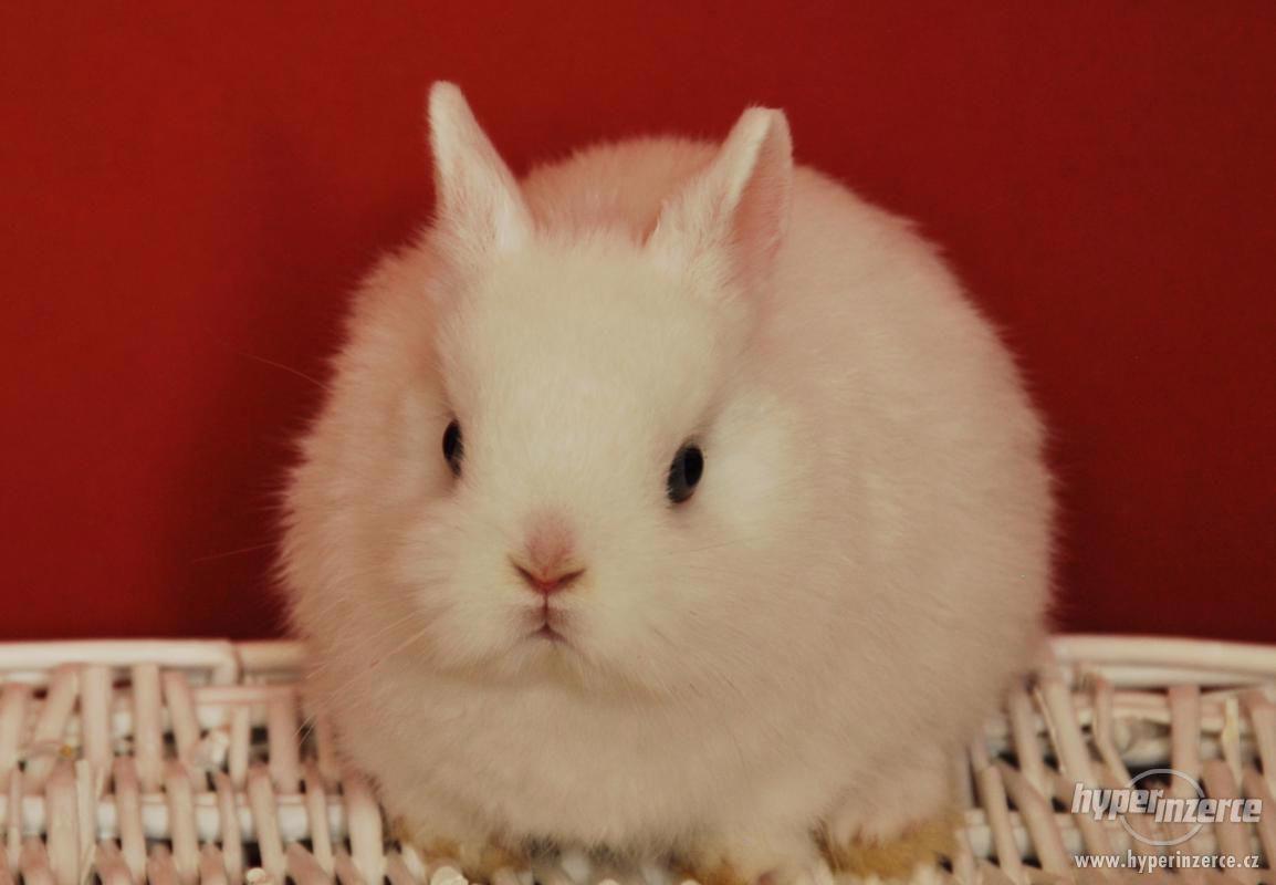 Zakrslí králíčci - Hermelín modrooký - bazar - Hyperinzerce.cz