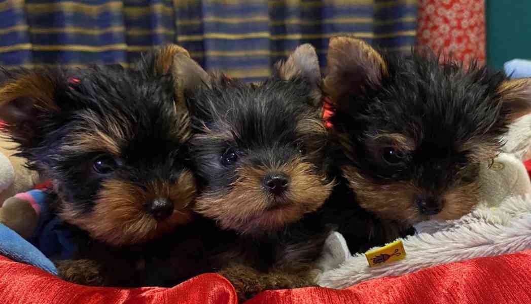 Yorkshire Terrier Mini ženský pes - bazar - Hyperinzerce.cz