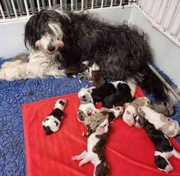 Ghost Merle border kolie - bazar - Hyperinzerce.cz