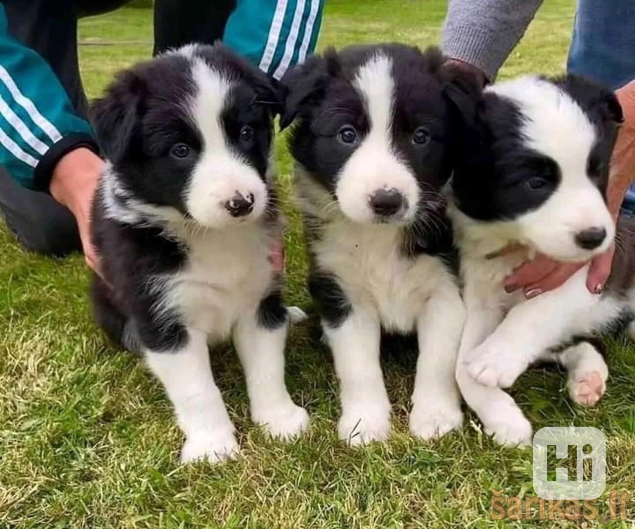 Čistokrevná štěňata border kolie - bazar - Hyperinzerce.cz
