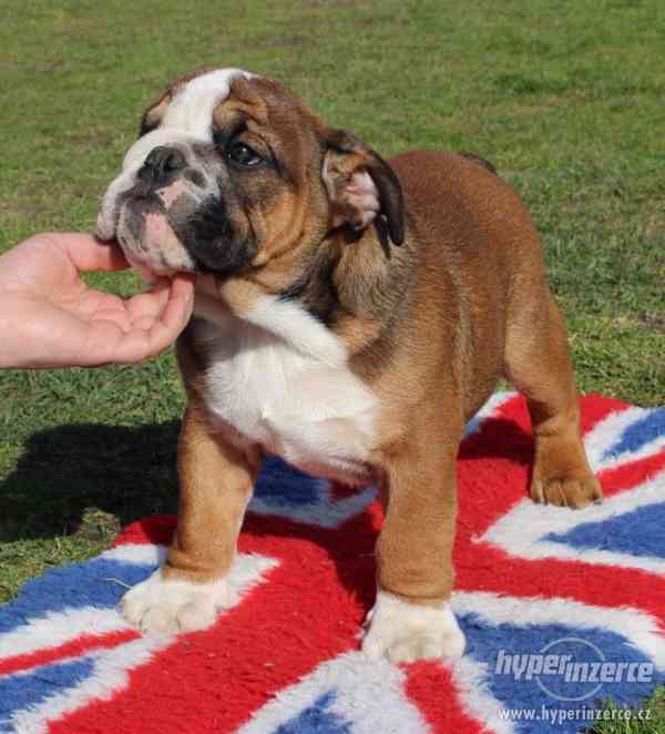 anglicky buldok s PP - bazar - Hyperinzerce.cz