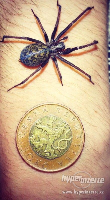 Pokoutník Domácí - bazar - Hyperinzerce.cz