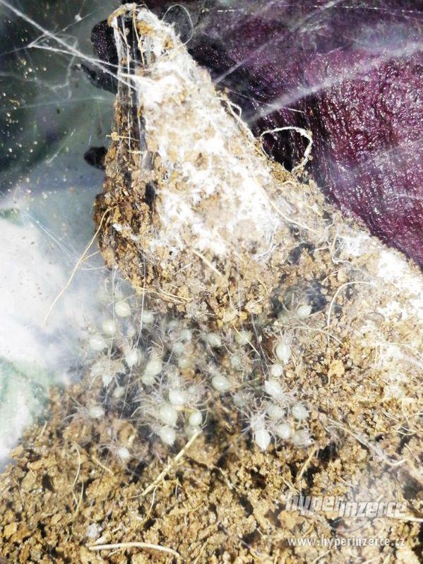 Pokoutník Domácí - bazar - Hyperinzerce.cz