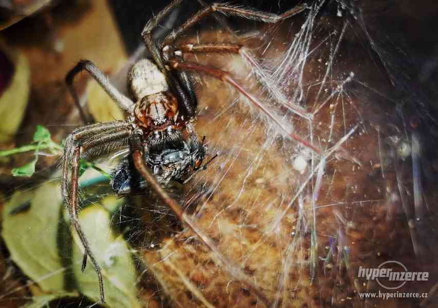 Pokoutník Domácí - bazar - Hyperinzerce.cz