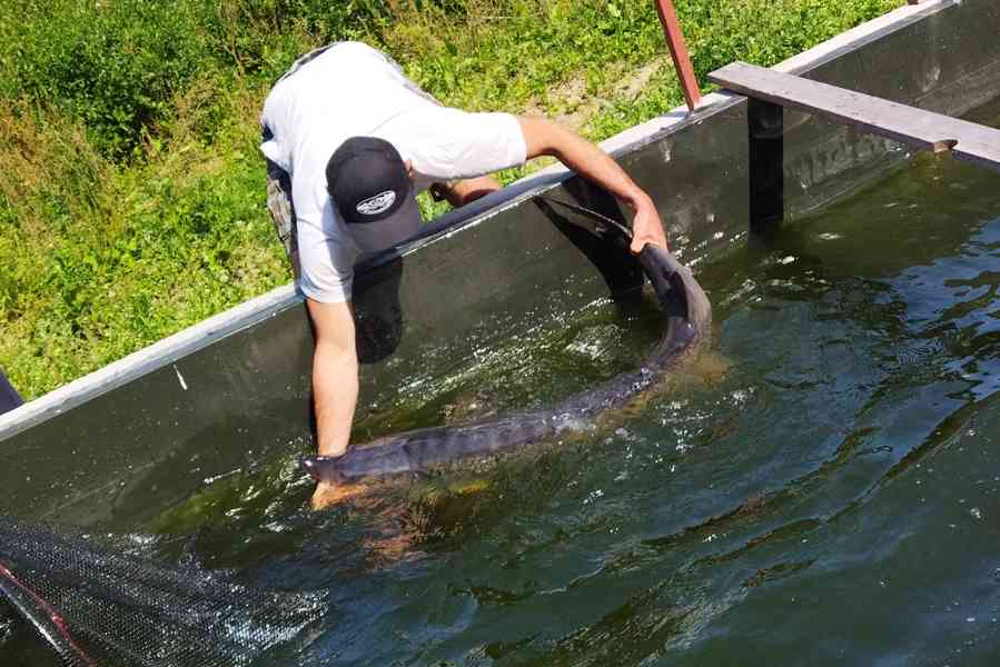 Vyza velká - bazar - Hyperinzerce.cz
