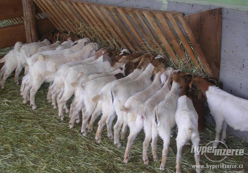Saanen a Boer Kozy k prodeji (mléčné a masné koz) - bazar - Hyperinzerce.cz