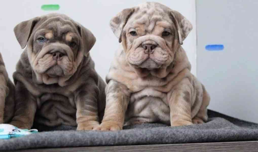 Mr Muscle x Titan angličtí buldoci ZBÝVAJÍ POSLEDNÍ 2! - bazar ...