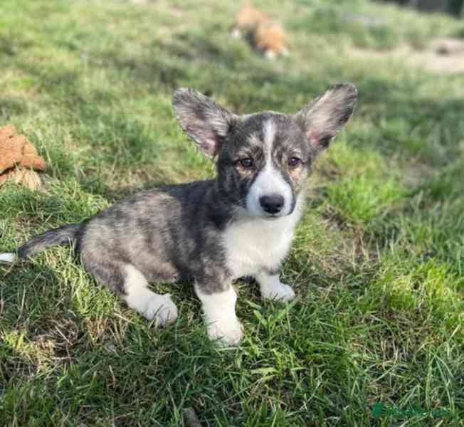 Dvě úžasná štěňata Corgi k adopci - bazar - Hyperinzerce.cz
