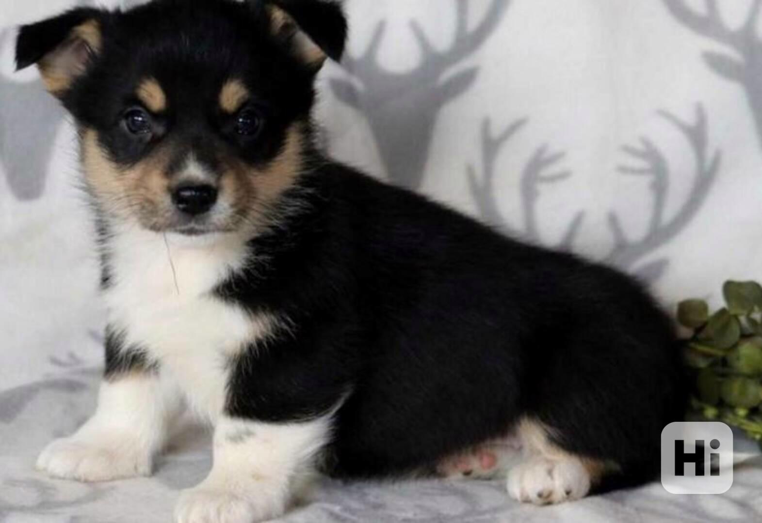 Prodám Pembroke Welsh Corgi - bazar - Hyperinzerce.cz