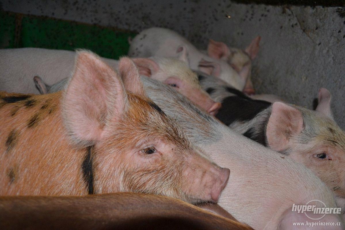 Selata - bazar - Hyperinzerce.cz