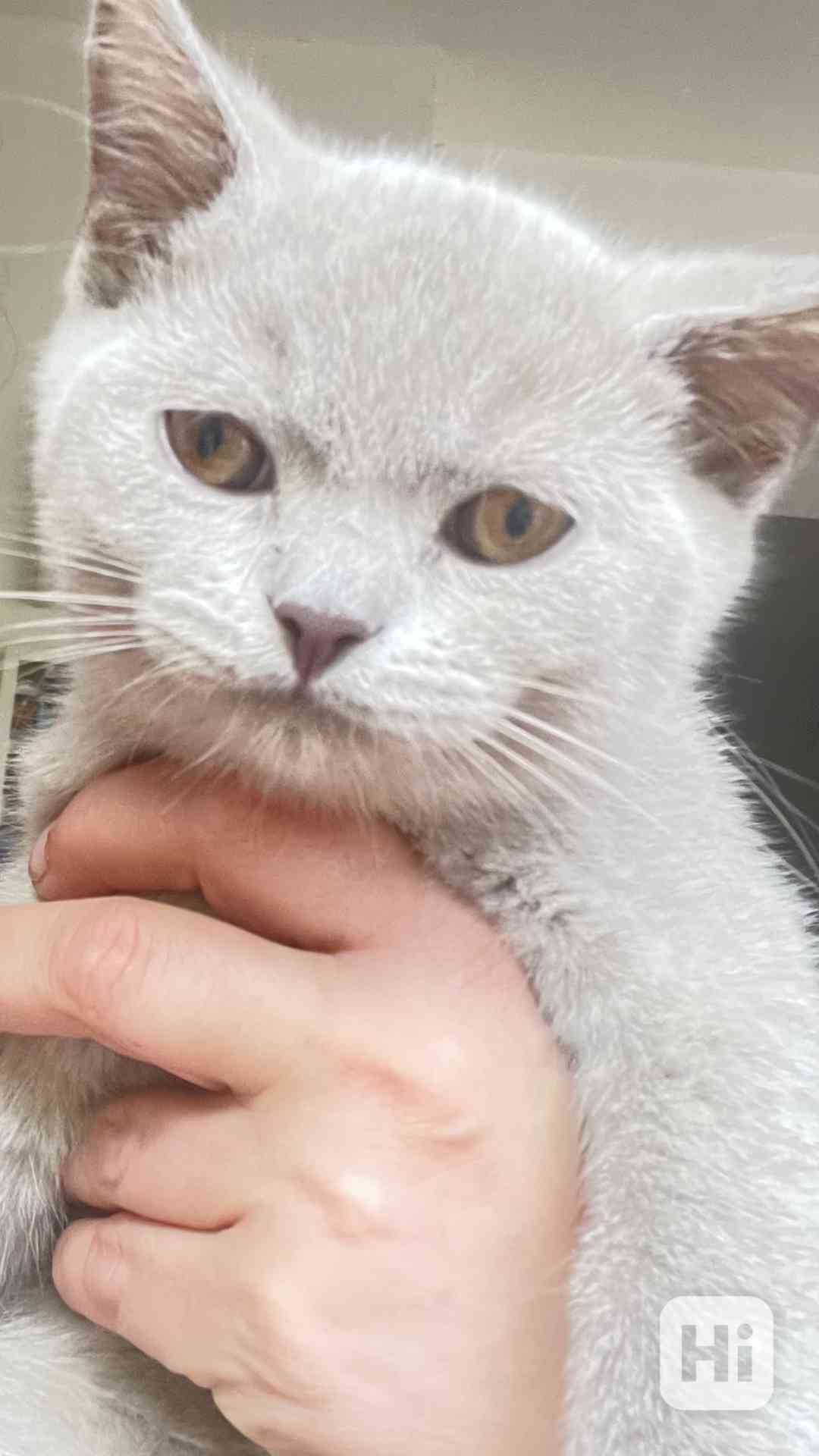 Britska kotata - bazar - Hyperinzerce.cz