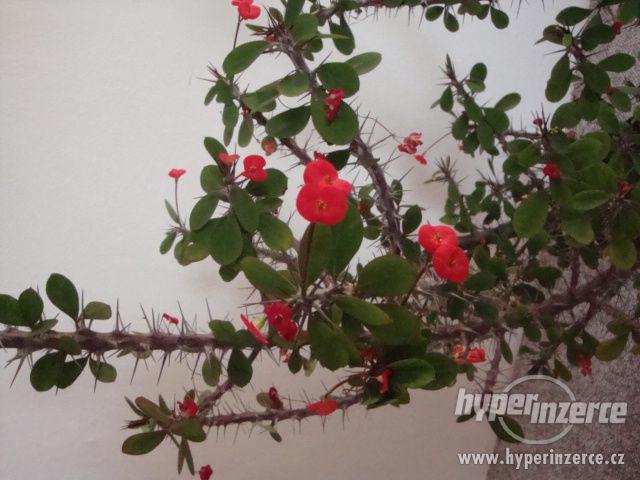 Trnová koruna - Euphorbia mili - bazar - Hyperinzerce.cz