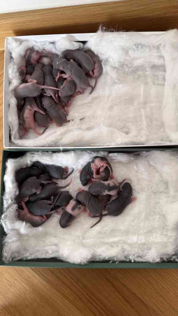 Dumbo potkani - bazar - Hyperinzerce.cz