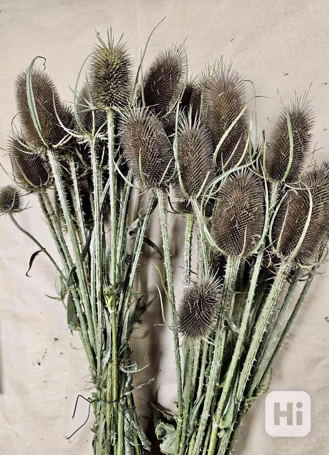 Přírodní bodláky - bazar - Hyperinzerce.cz