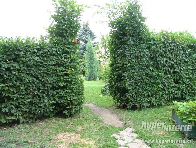 Habr na živý plot-s kořenovým balem,možno sázet celoročně - bazar ...