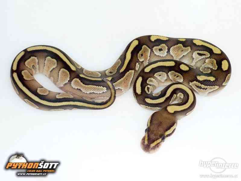 Krajta královská (Python regius) odchov 2017 - bazar - Hyperinzerce.cz