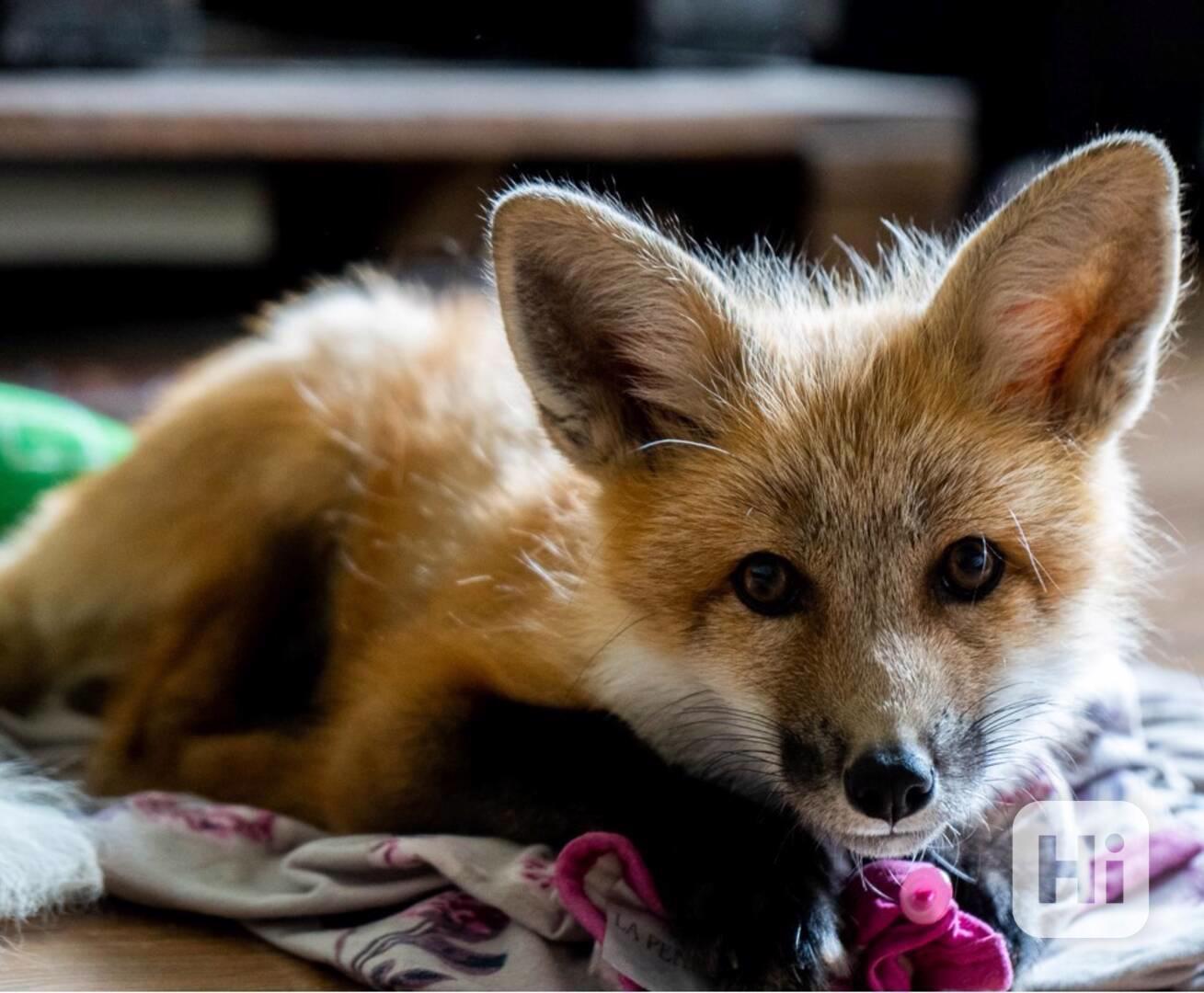 Liška domácí, standardní lišky Smokey Red rezervace 2024 - bazar ...