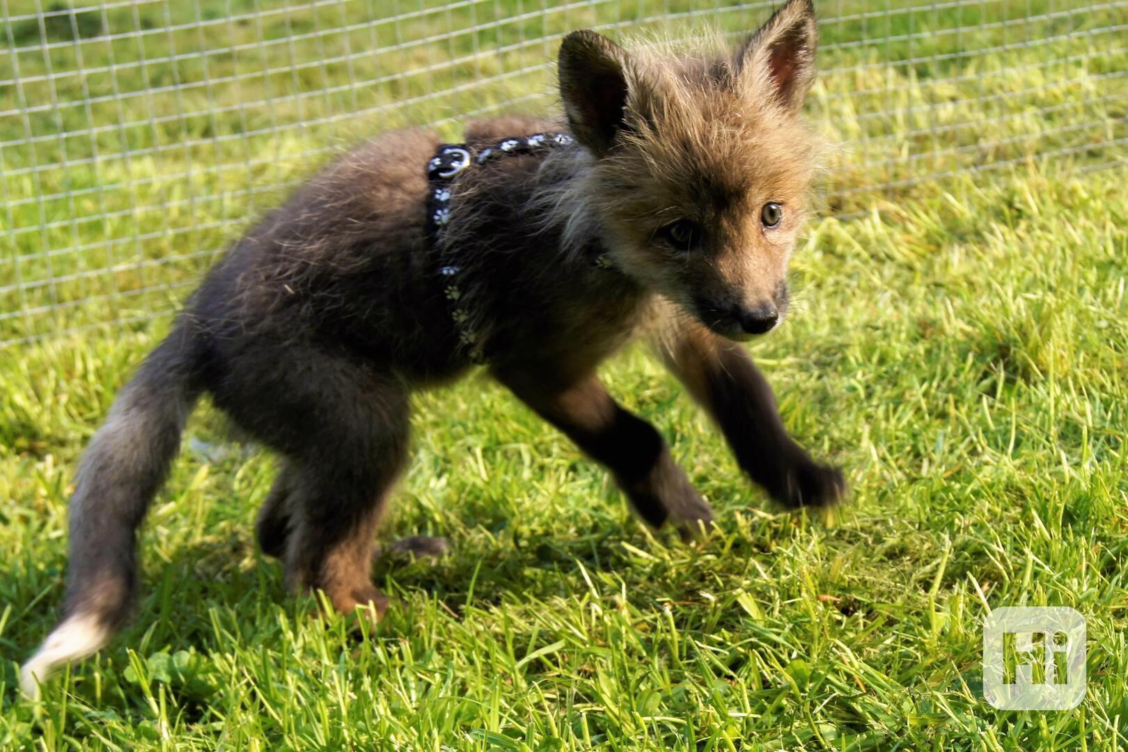 Liška domácí, standardní lišky Smokey Red rezervace 2024 - bazar ...