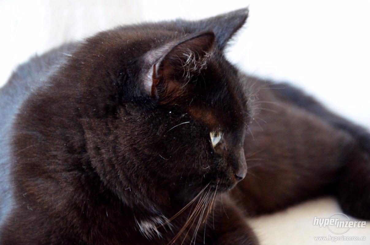 Kočička k adopci - bazar - Hyperinzerce.cz