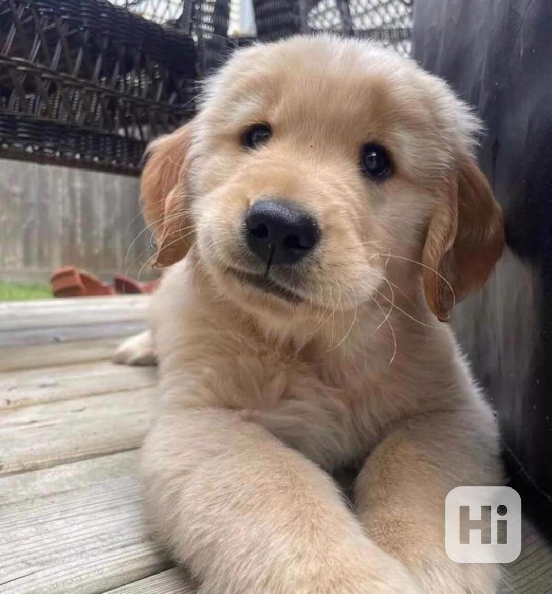 OHROMUJÍCÍ ŠTĚŇATA ZLATÉHO RETRÍVRA ZDARMA - bazar - Hyperinzerce.cz